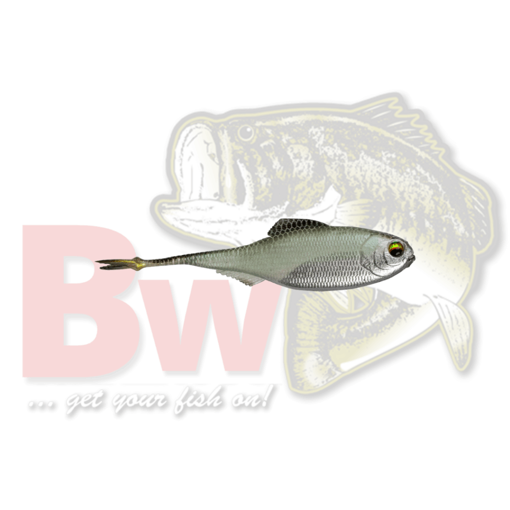 6th Sense Fiction Shad 3.4″ – Bass Warehouse
